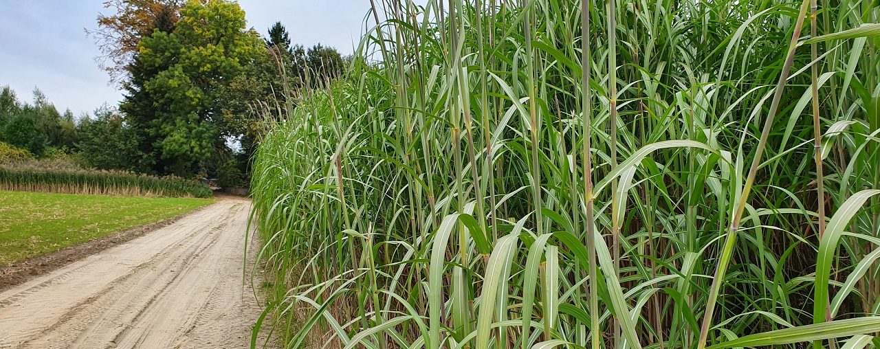 Miscanthus - Carbon Farmers