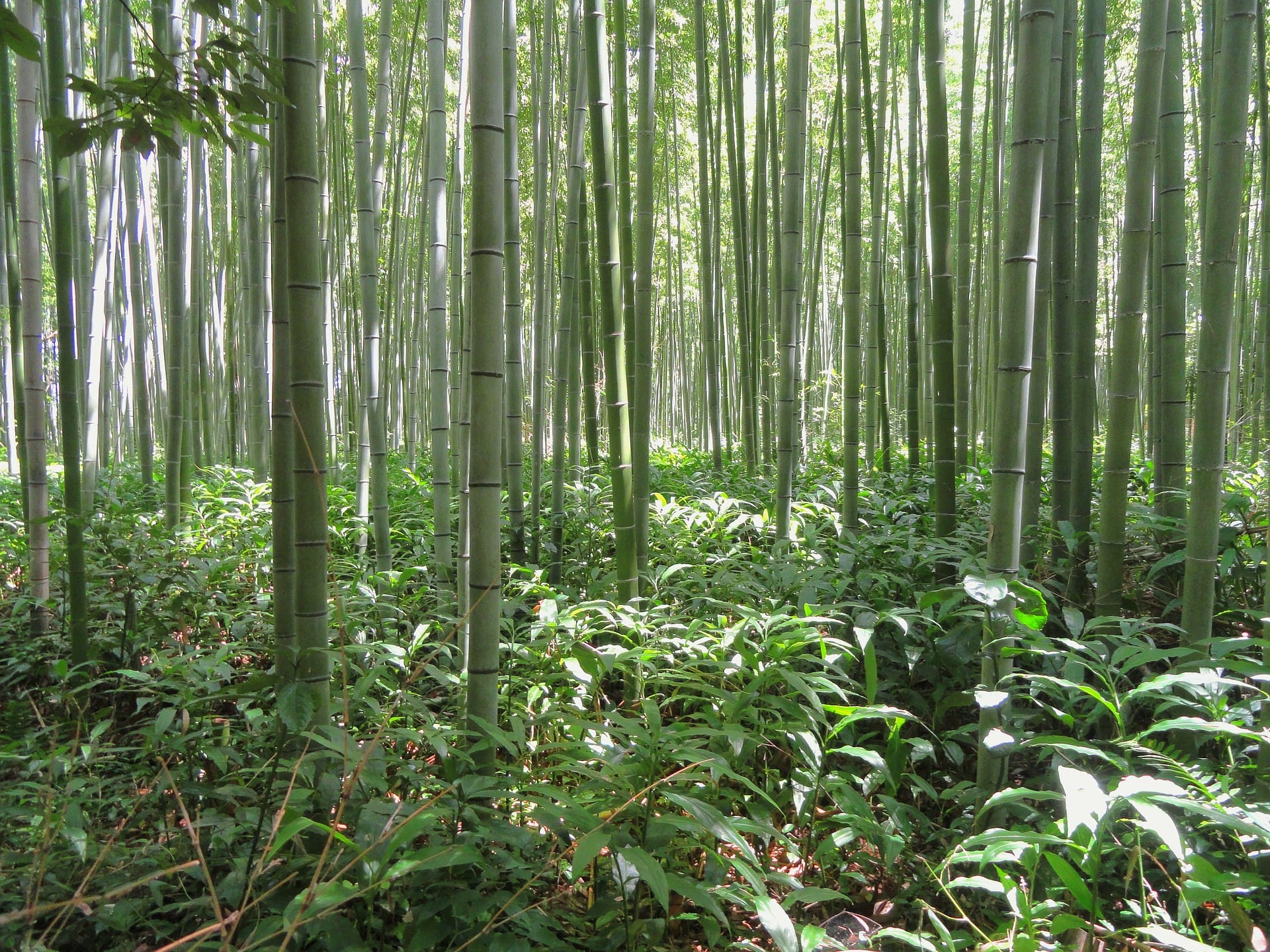 Bamboe - Carbon Farmers